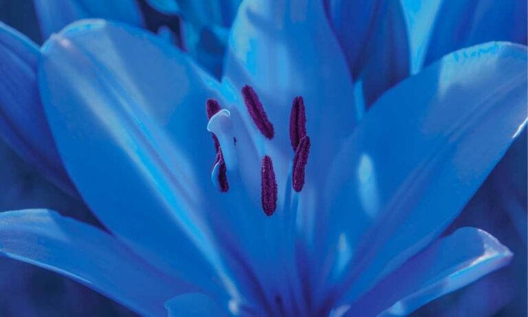 Are There Real Blue Lilies? (Explained)