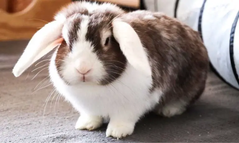 Why is My Rabbit Facing the Wall? (Explained)