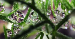 What is the Main Cause of Guttation in Plants? (Explained)