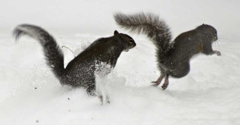 Why Are Squirrels Always Chasing Each Other? (Explained)