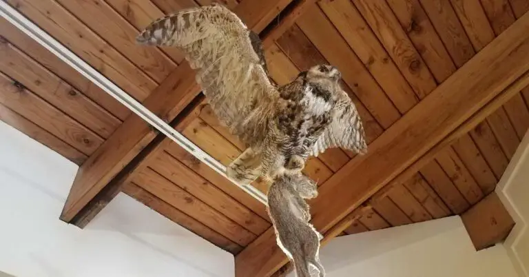 Are Squirrels Afraid of Owls? (Explained)