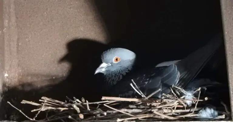 Why Do Pigeons Produce Milk? (Explained)