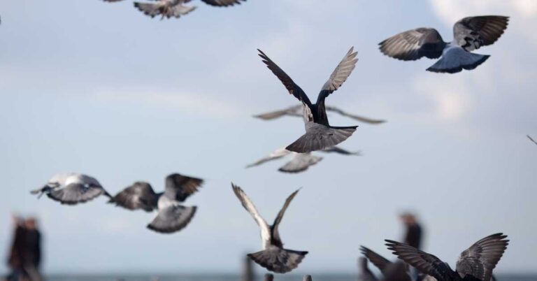 Can Pigeons Poop While Flying? (Explained)