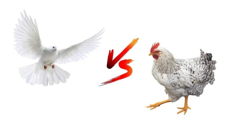 Can Pigeons and Chickens Live Together? (Explained)