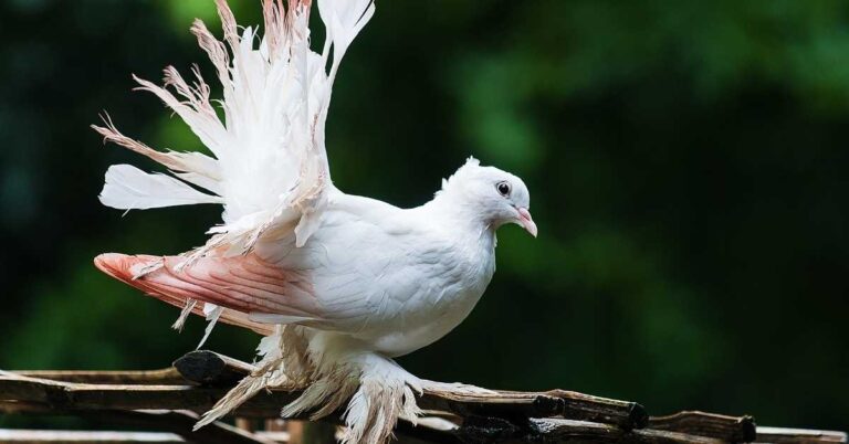 What Does it Mean When a Pigeon Puts its Tail Up?
