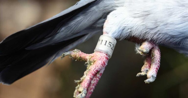 What Type of Feet Does a Pigeon Have? (Explained)