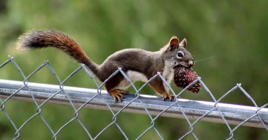How Much Weight Can a Squirrel Carry? - Small Garden DIY