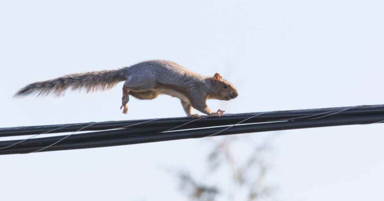 Can a Squirrel Cause a Transformer to Blow? (Explained)