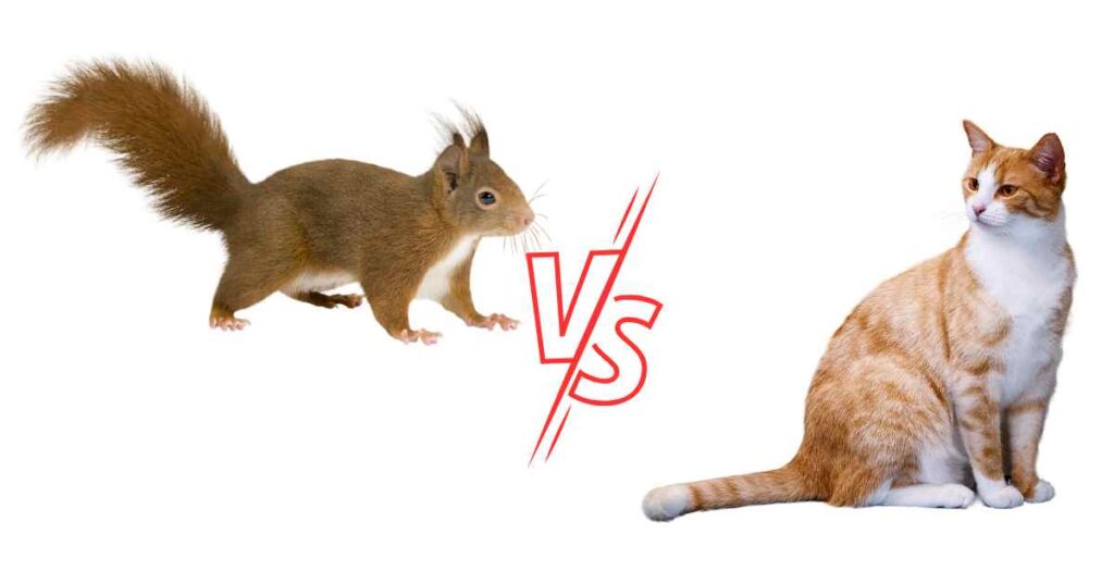 Can a Squirrel Kill a Cat? - Small Garden DIY