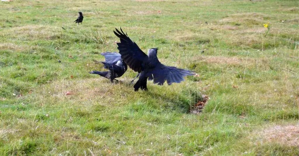 Do Crows Fight With Each Other? - Small Garden DIY