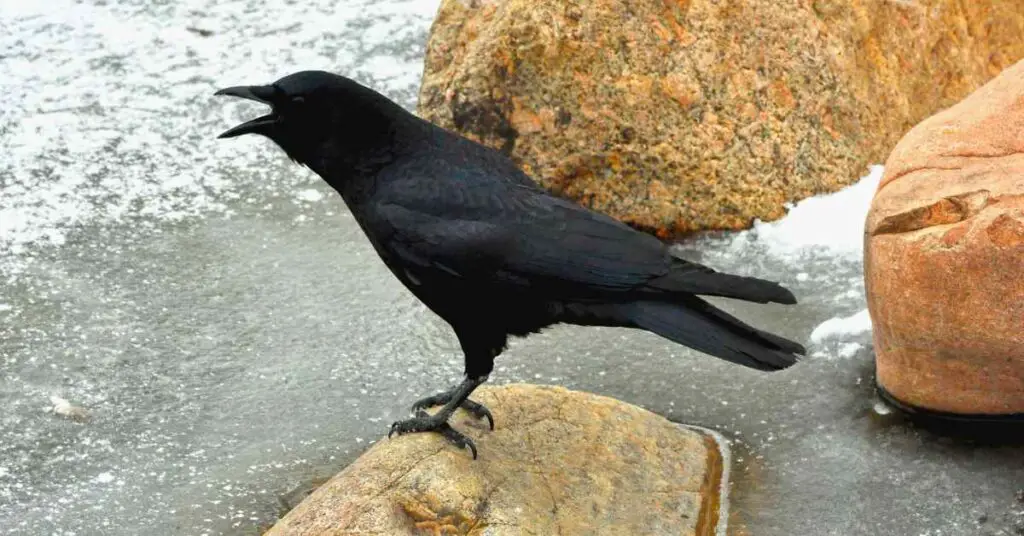 How Do Crows Form Bond With Humans? - Small Garden DIY