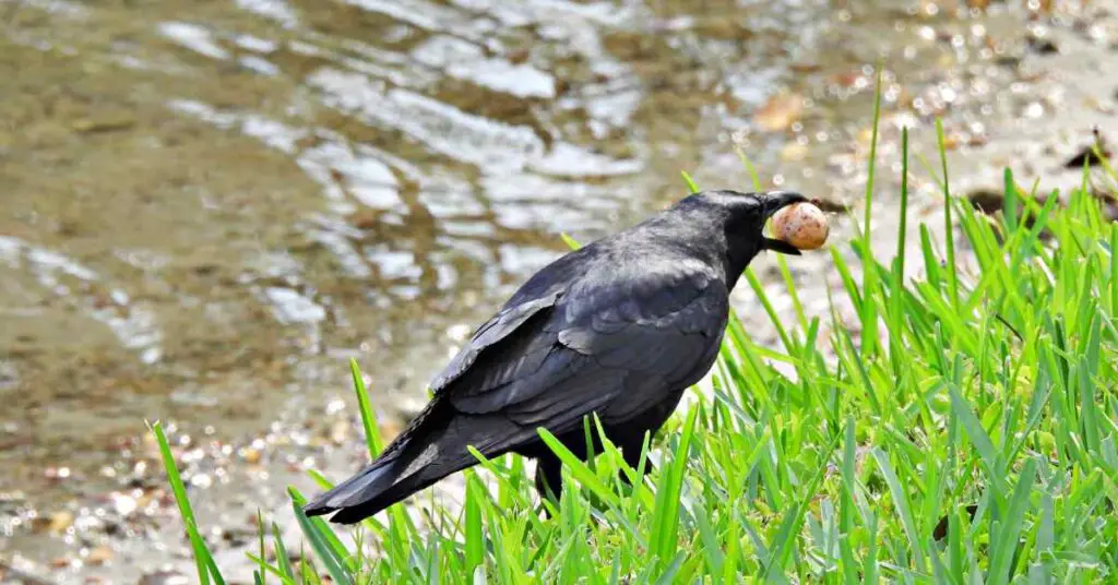 How Much Weight Can a Crow Carry? - Small Garden DIY