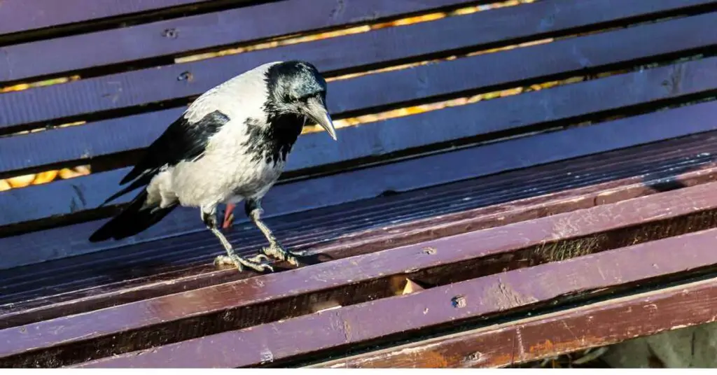 Can Crows Cry Tears? - Small Garden DIY