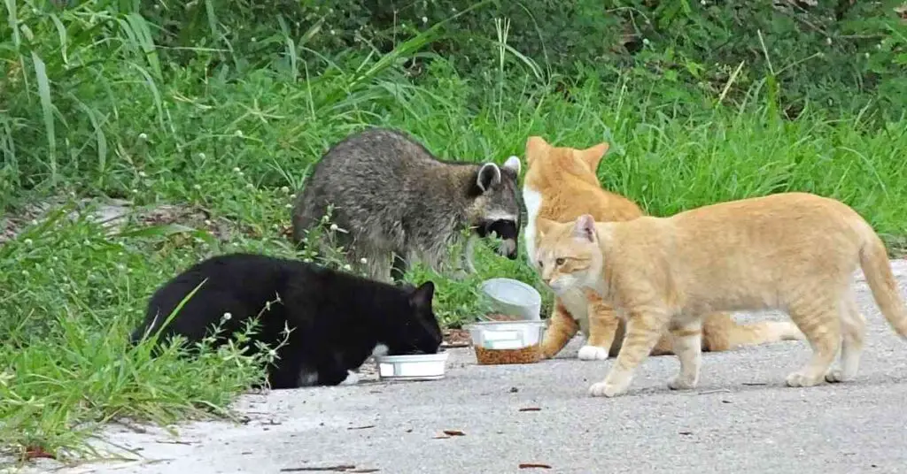 Do Raccoons And Cats Mate? - Small Garden DIY