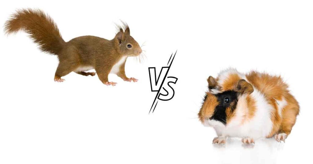 Do Squirrels Eat Guinea Pigs? - Small Garden DIY