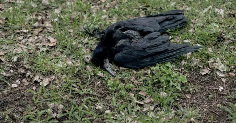 Do Crows Bury Their Dead? - Small Garden DIY