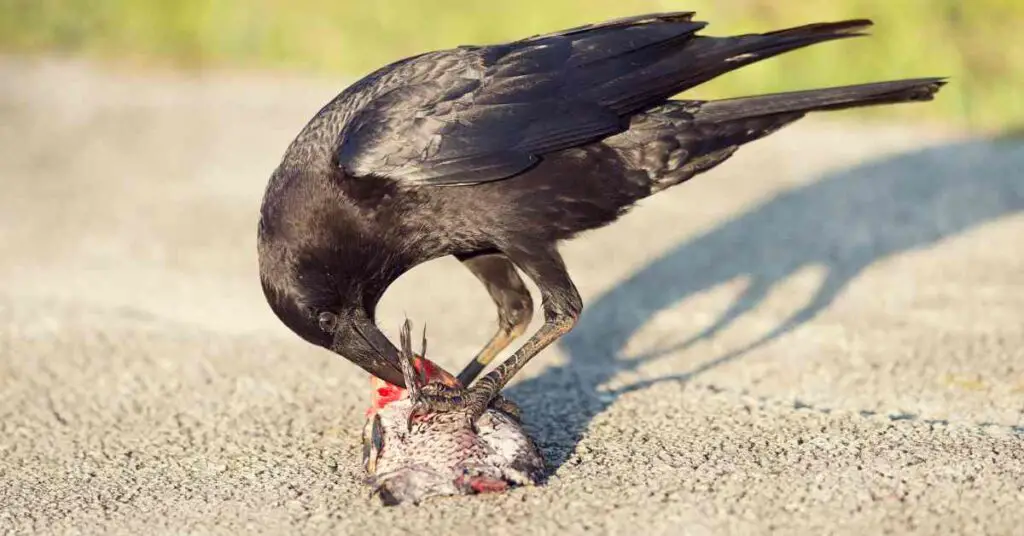 Do Crows Eat Their Own Babies? - Small Garden DIY