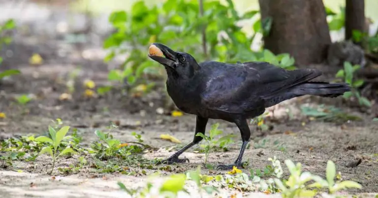 Do Crows Have Taste Buds? - Small Garden DIY