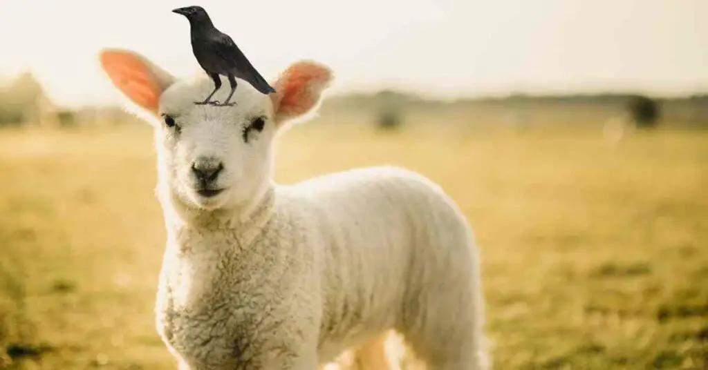 Do Crows Peck Out Lambs Eyes? - Small Garden DIY