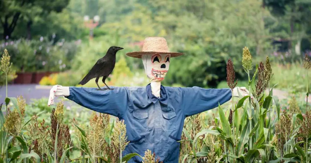 Do Scarecrows Scare Crows? - Small Garden DIY