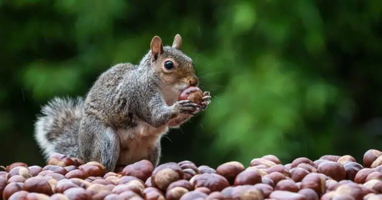 How Strong Are Squirrel Jaws? - Small Garden DIY
