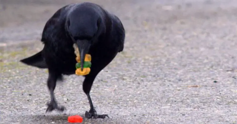 How To Train a Crow To Bring You Gifts? - Small Garden DIY