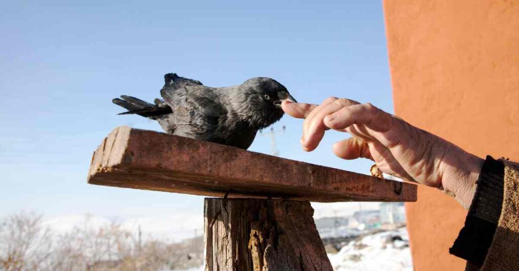Is It Good To Feed Crows Every Day? - Small Garden DIY