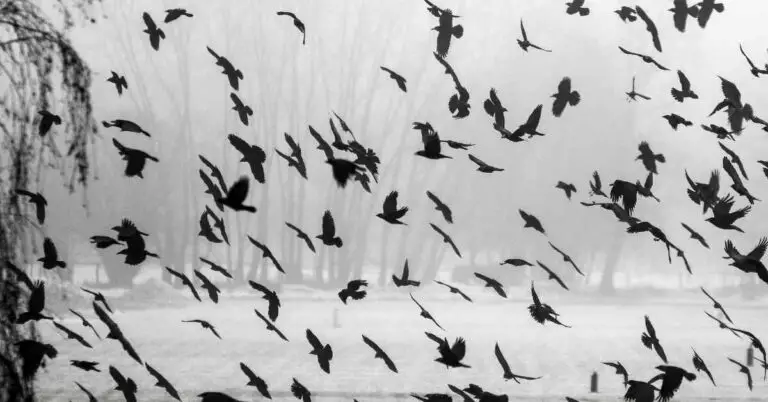 Why Are Crows Around My House? - Small Garden DIY