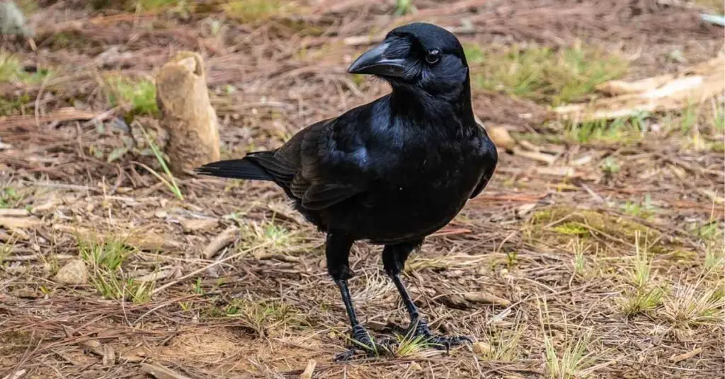 Why Are Japanese Crows So Big? - Small Garden DIY