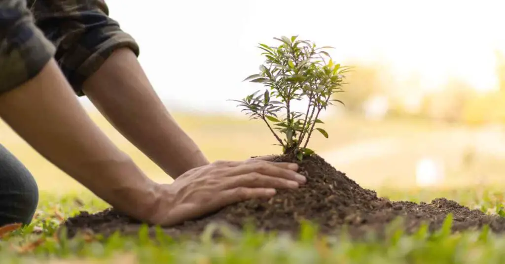 Are Plants Invertebrates? - Small Garden DIY