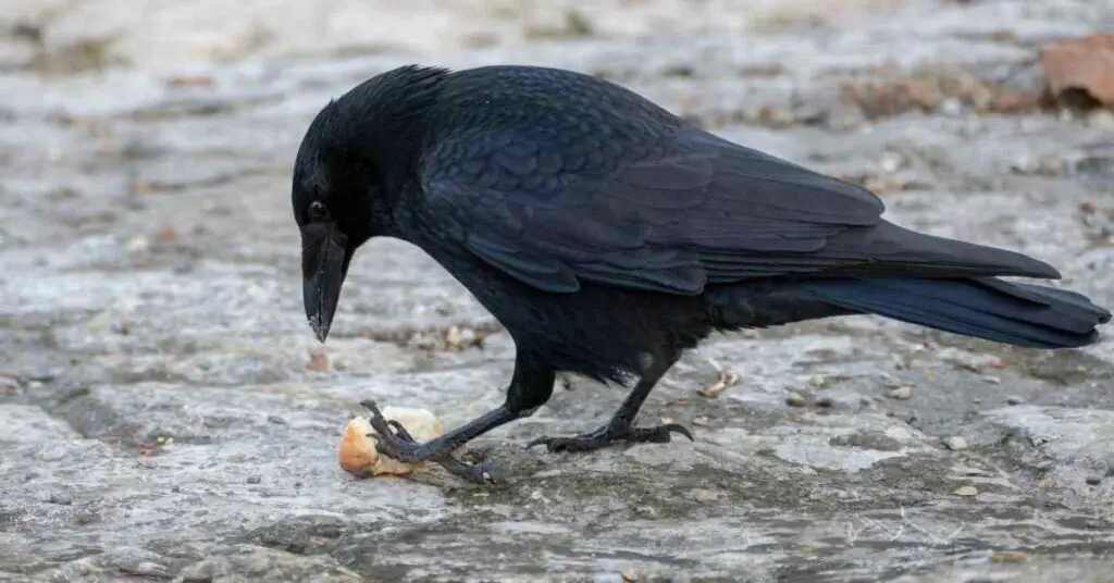 Can Crows Eat Cheese? - Small Garden DIY