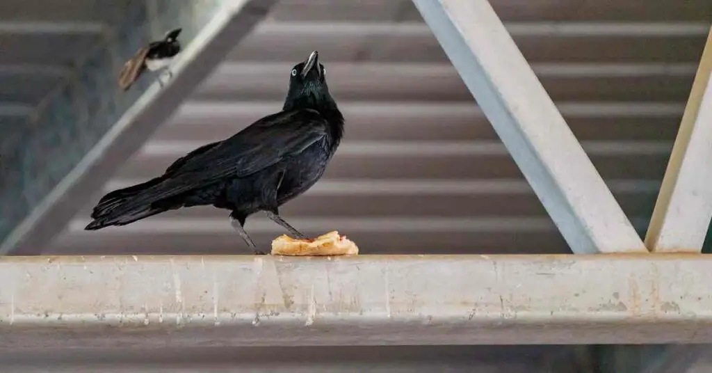 Do Crows Eat Bread? - Small Garden DIY