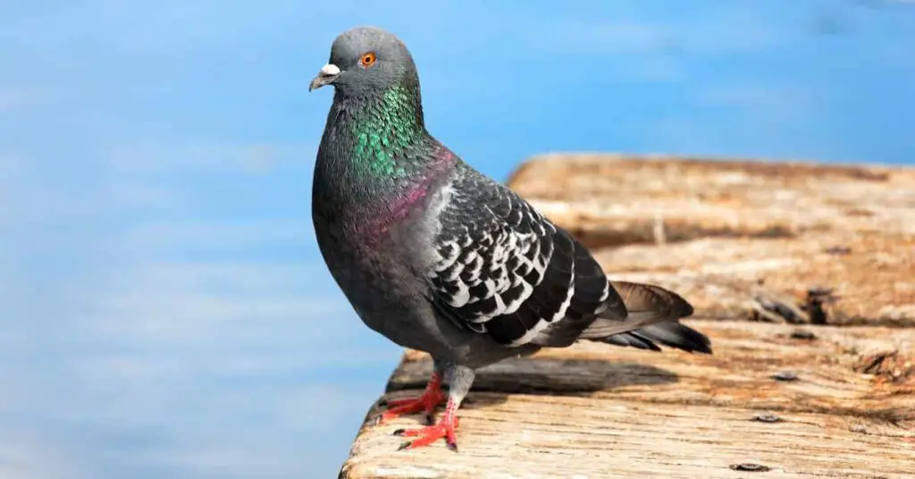 How Long Do Pigeons Live? - Small Garden DIY