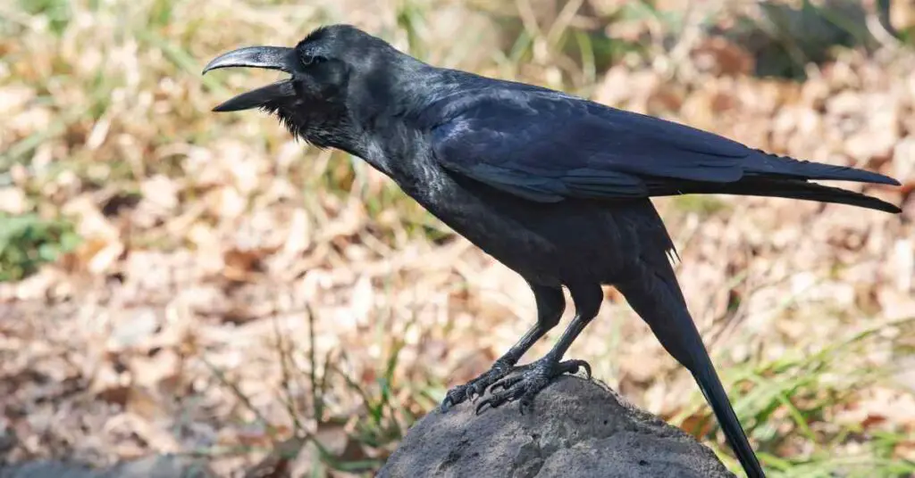 Why Are Crows So Loud? - Small Garden DIY