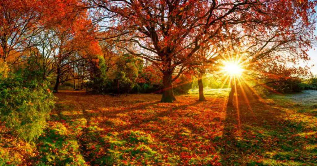 Why Do Leaves Change Color During Autumn? (Explained)