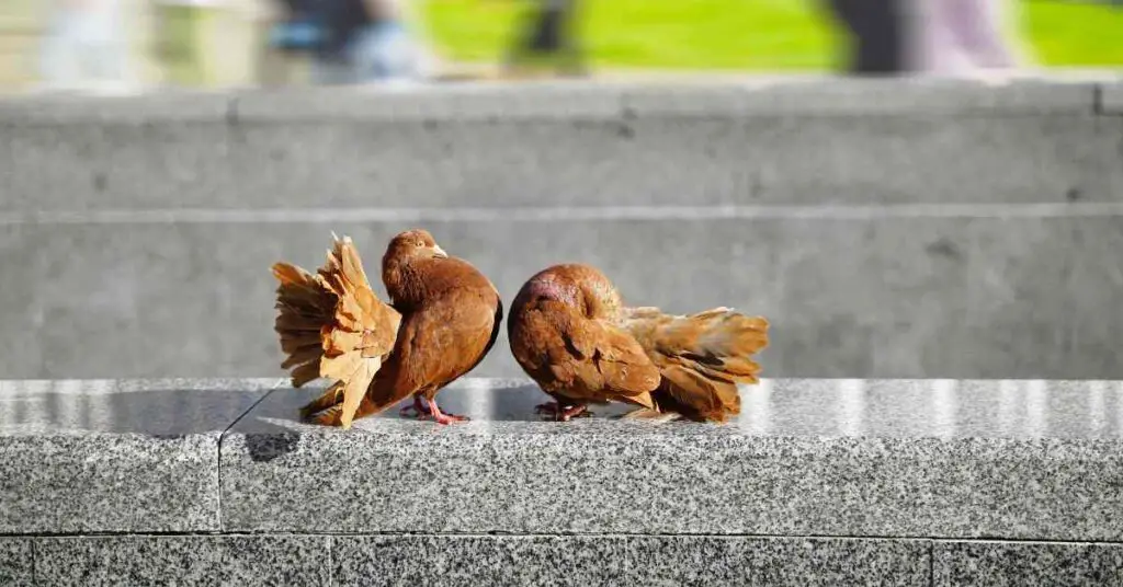 Why Do Pigeons Puff Their Chest? - Small Garden DIY
